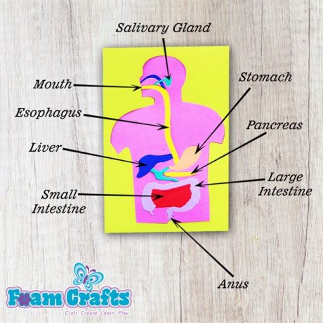 The Amazing Digestive System | Foamcrafts.lk